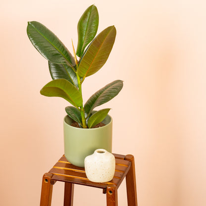 Ficus 'Robusta' | Rubber Plant – Gardeners Dream