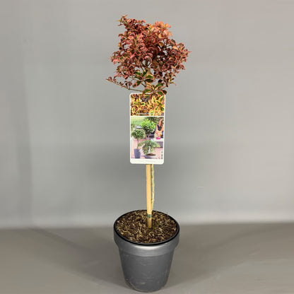 Coprosma 'Inferno' Patio Tree | Looking Glass Plant Tree – Gardeners Dream