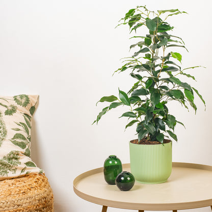 Ficus 'Danielle' | Weeping Fig – Gardeners Dream