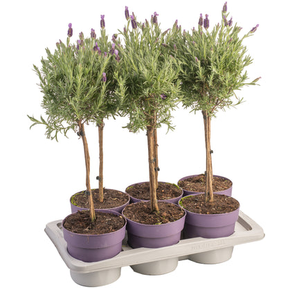 Lavandula 'Anouk' Patio Tree | Spanish Lavender Tree – Gardeners Dream