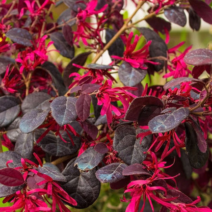 Loropetalum 'Black Pearl' Patio Tree | Chinese Fringe Flower Tree ...