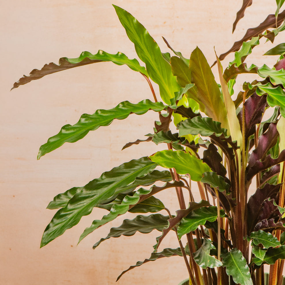 Calathea 'Elgergrass' | Prayer Plant – Gardeners Dream