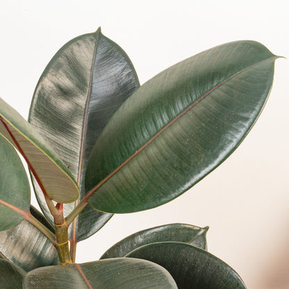 Ficus 'Abidjan' | Rubber Plant – Gardeners Dream