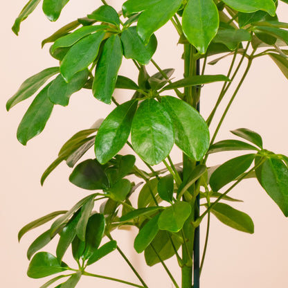 Schefflera 'Nora' | Umbrella Plant – Gardeners Dream