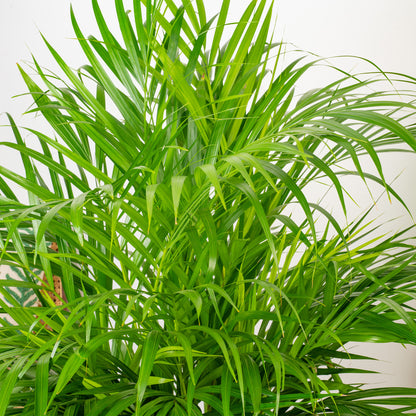 Dypsis lutescens | Butterfly Palm – Gardeners Dream