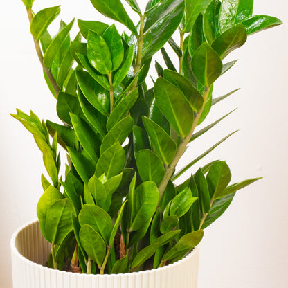 Zamioculcas zamiifolia | ZZ Plant – Gardeners Dream