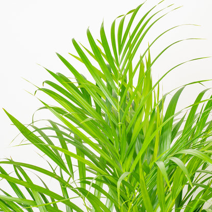Dypsis lutescens | Butterfly Palm – Gardeners Dream
