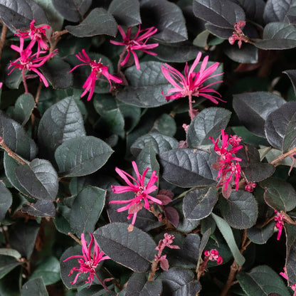 Loropetalum 'Black Pearl' Patio Tree | Chinese Fringe Flower Tree ...