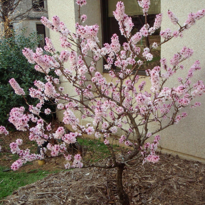 Prunus 'Pink Peachy' Patio Tree | Flowering Cherry Blossom Tree ...