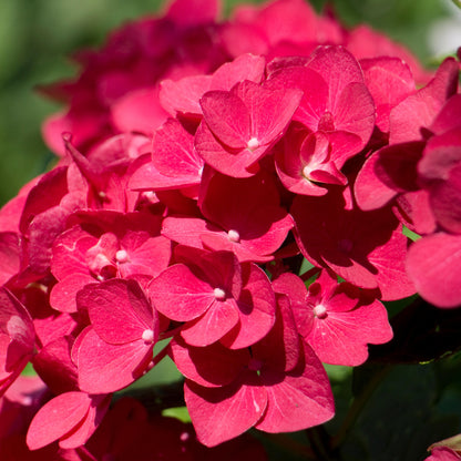 Hydrangea 'Dark Angel' Patio Tree | Lacecap Hydrangea Tree – Gardeners ...