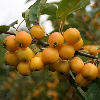 Malus 'Butterball' | Crab Apple Tree – Gardeners Dream