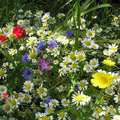 80/20 Wildflower Seeds | Majestic Meadow Mix – Gardeners Dream