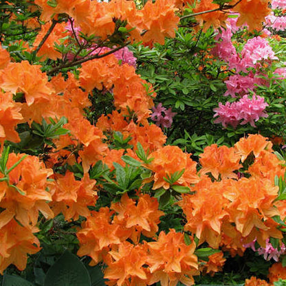 Azalea 'Orange' | Japanese Azalea – Gardeners Dream