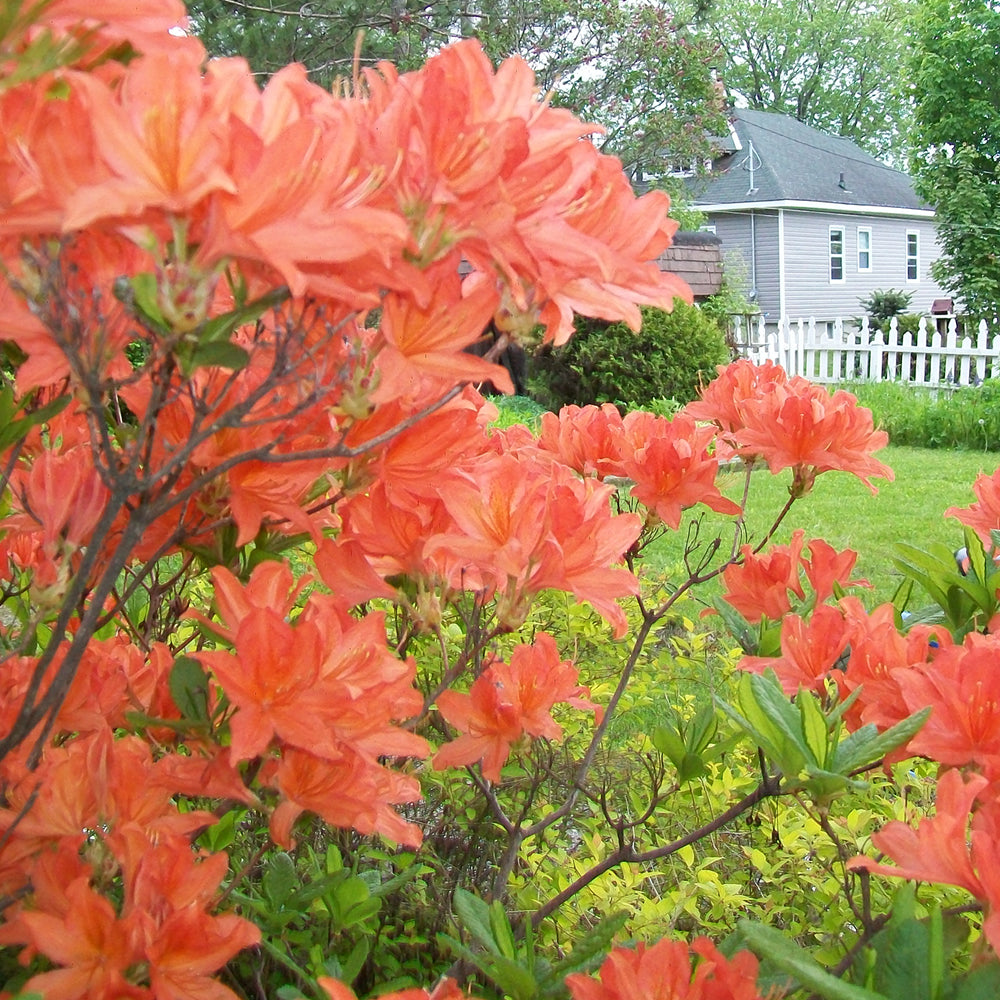 Azalea 'Orange' | Japanese Azalea – Gardeners Dream