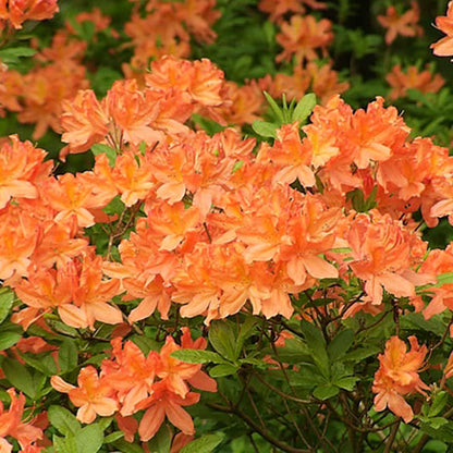 Azalea 'Orange' | Japanese Azalea – Gardeners Dream