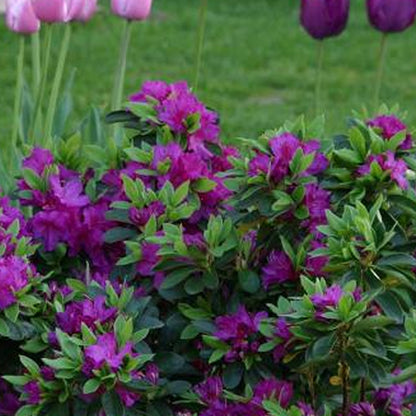 Azalea 'Purple' | Japanese Azalea – Gardeners Dream