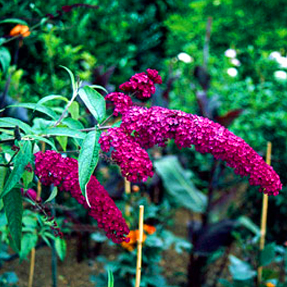 Buddleia | Butterfly Bushes UK | Gardeners Dream
