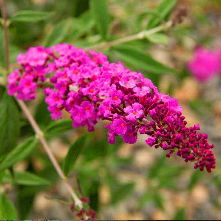Buddleia | Butterfly Bushes UK | Gardeners Dream