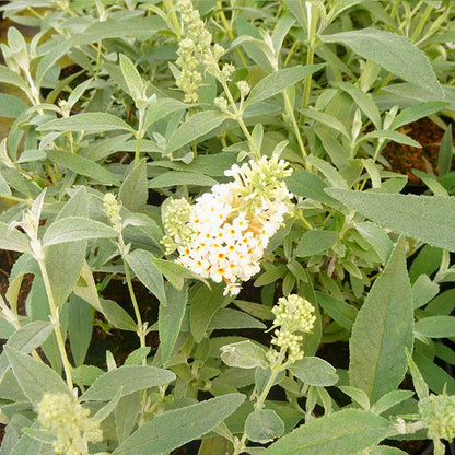 Buddleia 'Buzz Ivory' | Butterfly Bush – Gardeners Dream