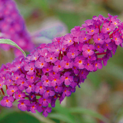 Buddleia 'Buzz Magenta' | Butterfly Bush – Gardeners Dream