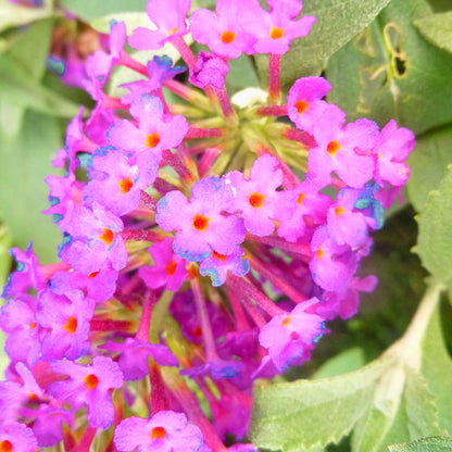 Buddleia 'Buzz Magenta' | Butterfly Bush – Gardeners Dream
