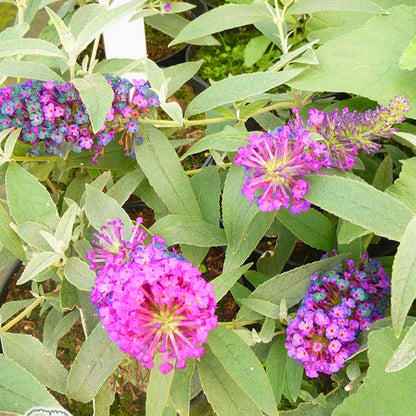 Buddleia 'Buzz Magenta' | Butterfly Bush – Gardeners Dream