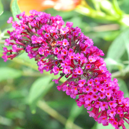 Buddleia 'Buzz Velvet' | Butterfly Bush – Gardeners Dream