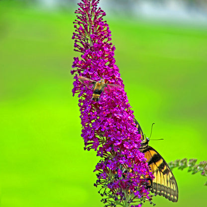 Buddleia 'Buzz Velvet' | Butterfly Bush – Gardeners Dream