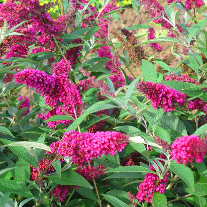 Buddleia 'Buzz Velvet' | Butterfly Bush – Gardeners Dream