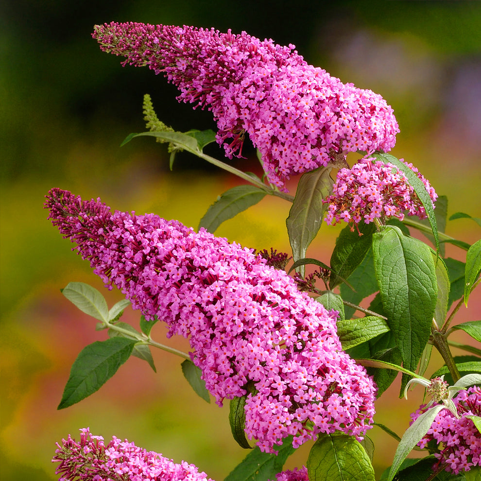 Buddleia 'Pink Delight' | Butterfly Bush – Gardeners Dream