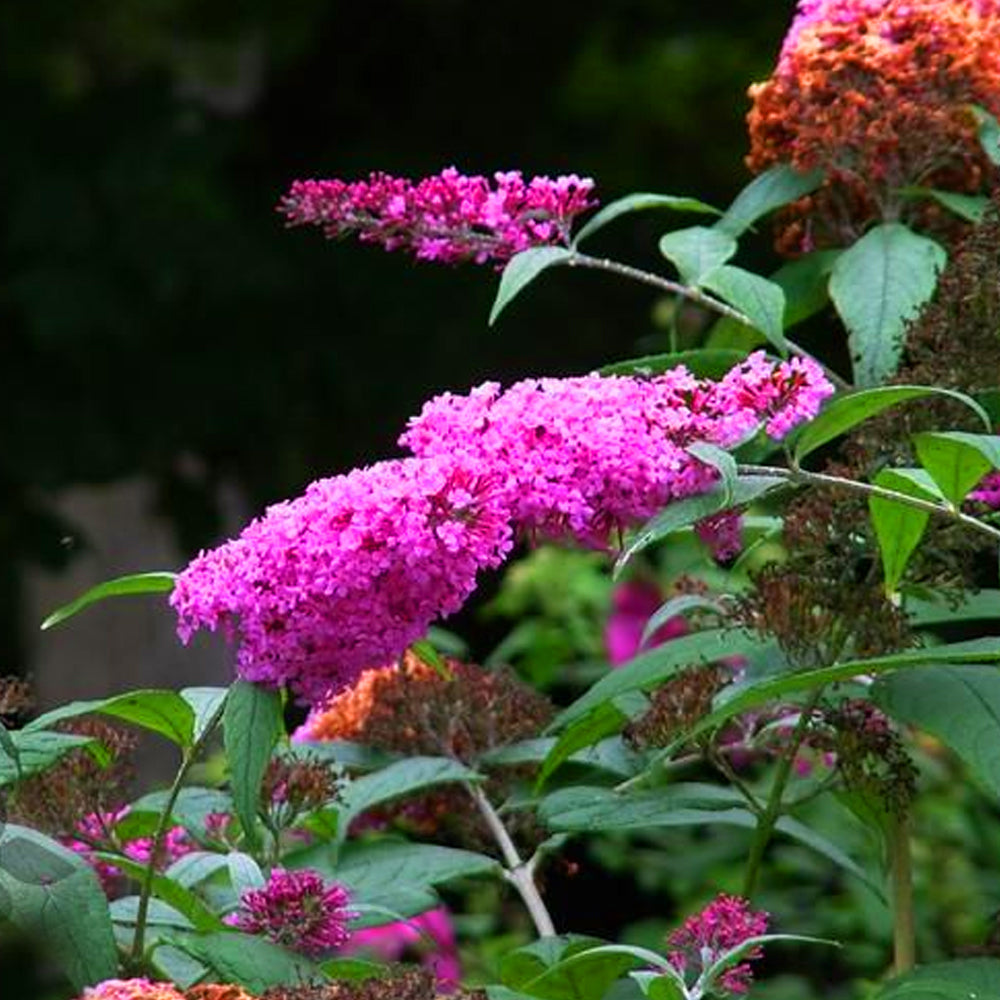 Buddleia 'Pink Delight' | Butterfly Bush – Gardeners Dream