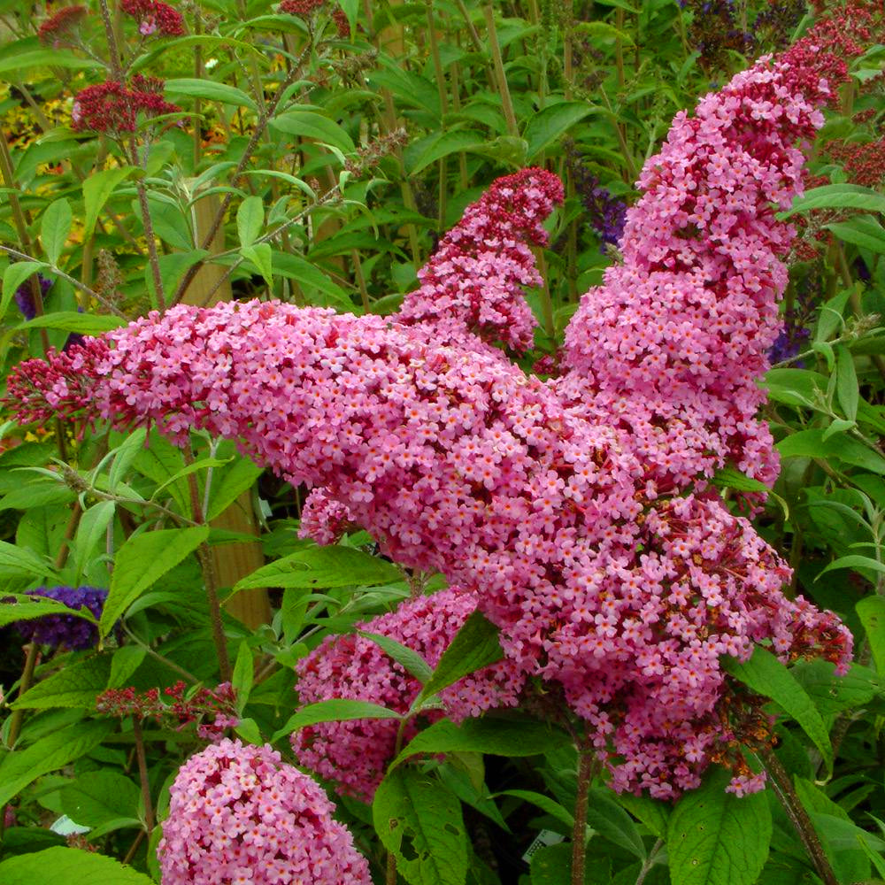 Buddleia 'Pink Delight' | Butterfly Bush – Gardeners Dream