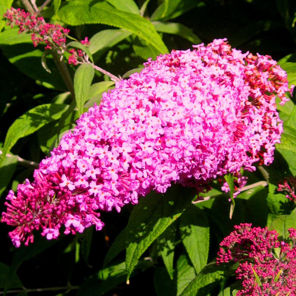Buddleia 'Pink Delight' | Butterfly Bush – Gardeners Dream