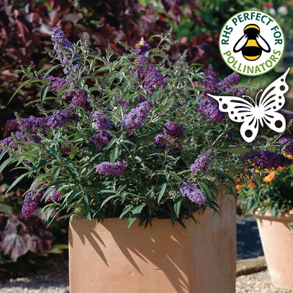 Buddleia 'Buzz Lavender' | Butterfly Bush – Gardeners Dream