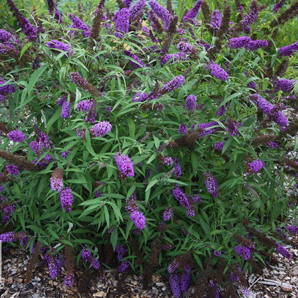 Buddleia 'Purple Emperor' | Butterfly Bush – Gardeners Dream