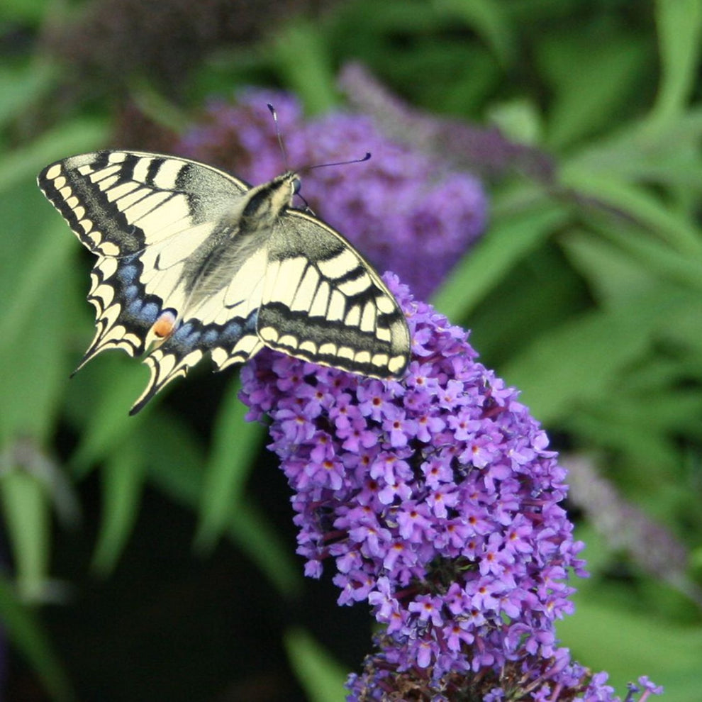 Buddleia 'Purple Emperor' | Butterfly Bush – Gardeners Dream