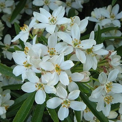 Choisya 'Aztec Pearl' | Mexican Orange Blossom – Gardeners Dream