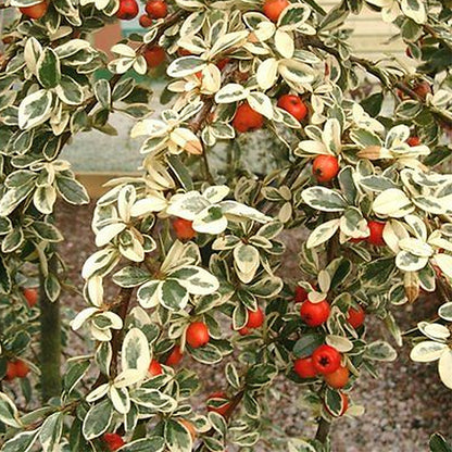 Cotoneaster Variegatus Hedge | Rock Cotoneaster – Gardeners Dream