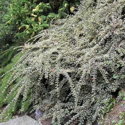 Cotoneaster Variegatus Hedge | Rock Cotoneaster – Gardeners Dream