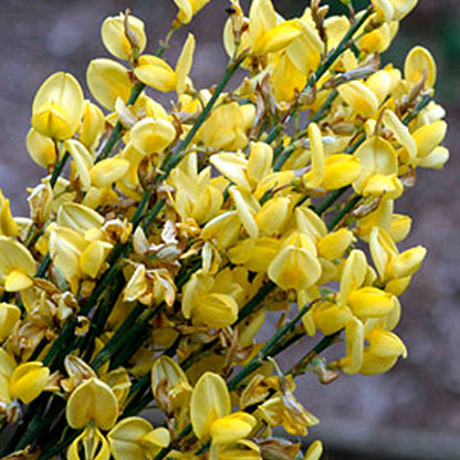 Cytisus 'Warminster' | Broom Plant – Gardeners Dream