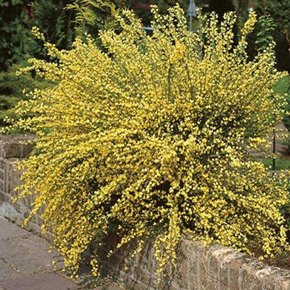 Cytisus 'Warminster' | Broom Plant – Gardeners Dream