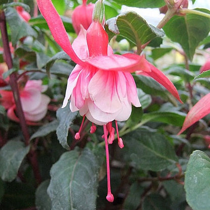 Fuchsia 'Prosperity' | Lady's Teardrops – Gardeners Dream