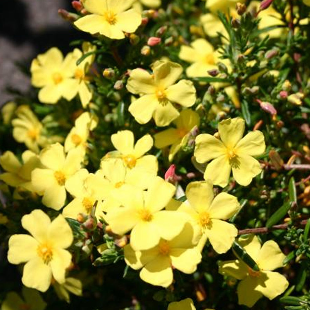 Halimium libanotis | Wooly Rock Rose – Gardeners Dream