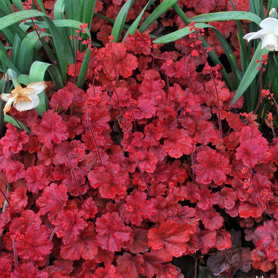 Heuchera Plants | Garden Plants | Gardeners Dream