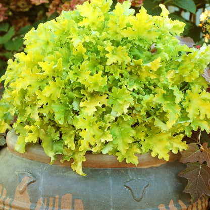 Heuchera 'Lime Ruffles' | Coral Bells – Gardeners Dream