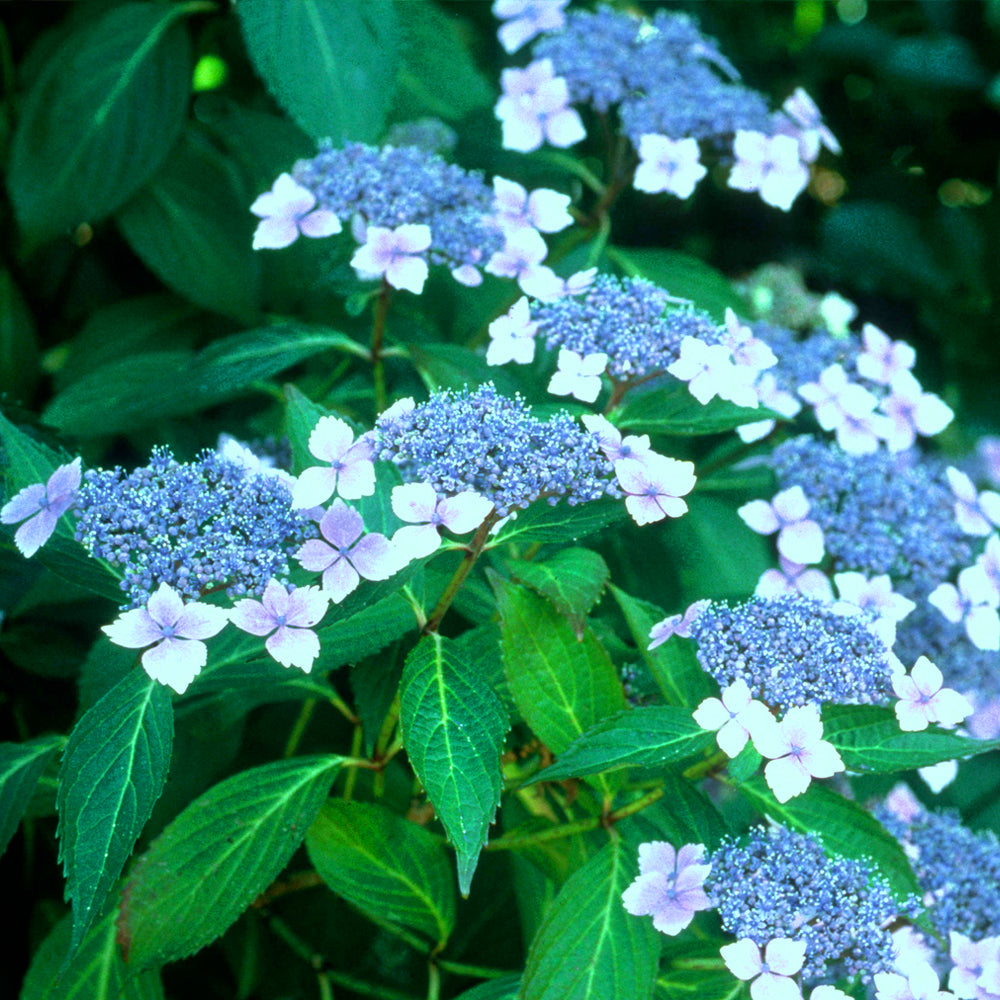 Hydrangea 'Blue Bird' | Mountain Hydrangea – Gardeners Dream