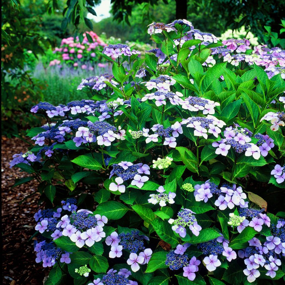 Hydrangea 'Blue Bird' | Mountain Hydrangea – Gardeners Dream
