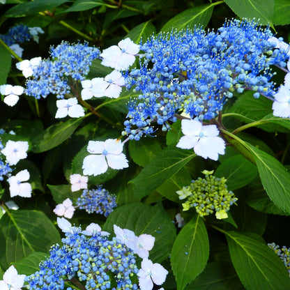 Hydrangea 'Blue Bird' | Mountain Hydrangea – Gardeners Dream