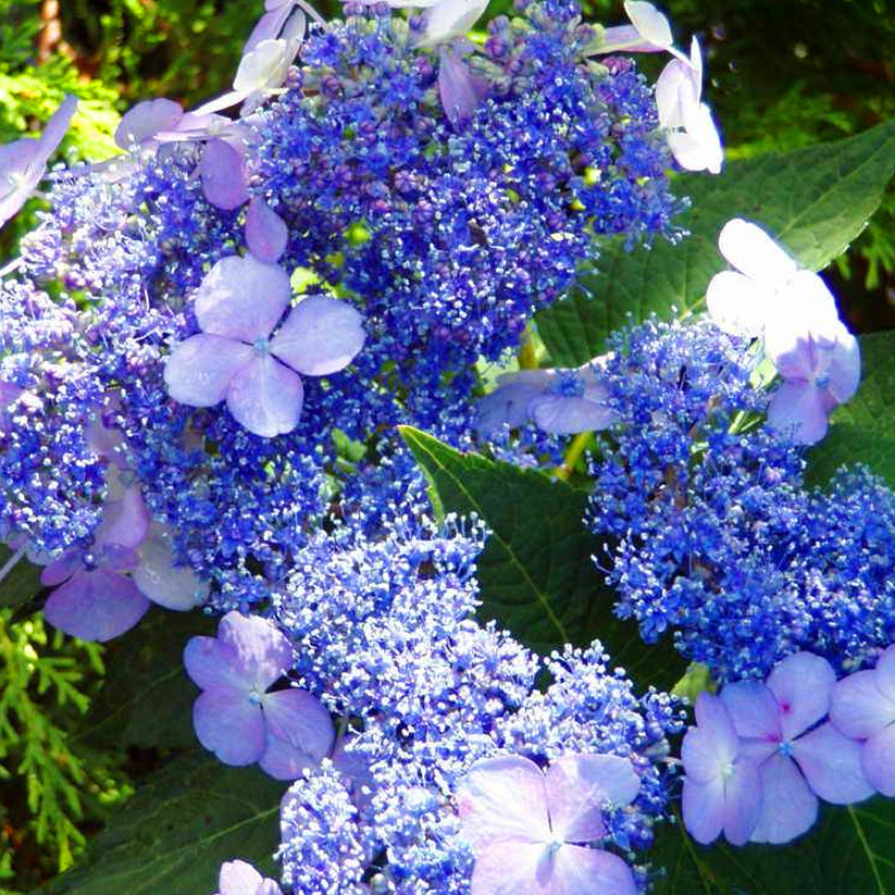 Hydrangea 'Blue Bird' | Mountain Hydrangea – Gardeners Dream