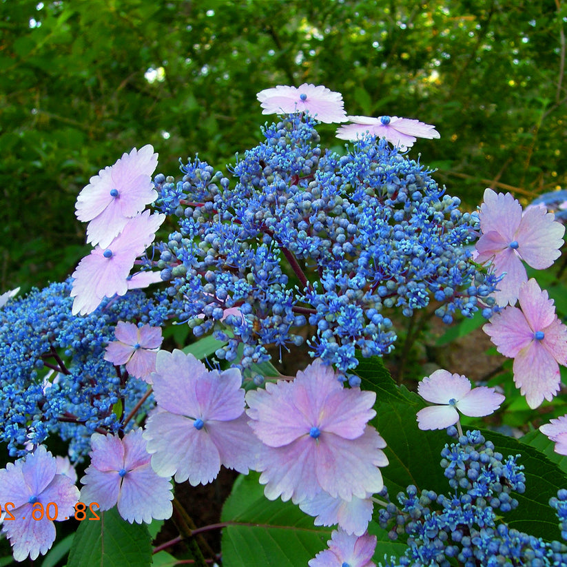 Hydrangea 'Blue Bird' | Mountain Hydrangea – Gardeners Dream